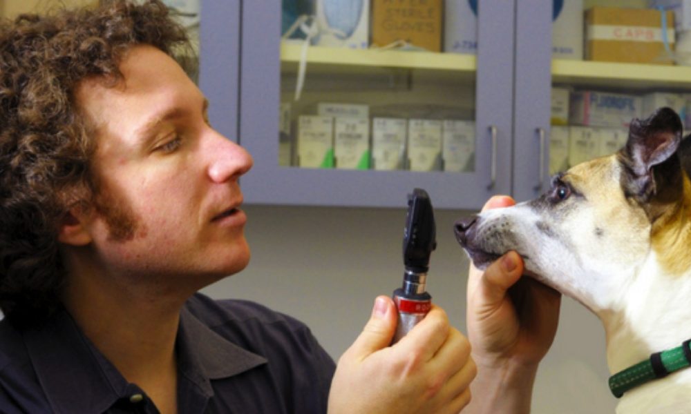 Meet the vet who wants to treat your pets with cannabis | Dopamine