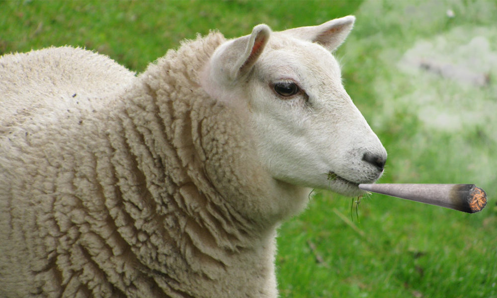 NZ to hold referendum on legalising cannabis | Dopamine